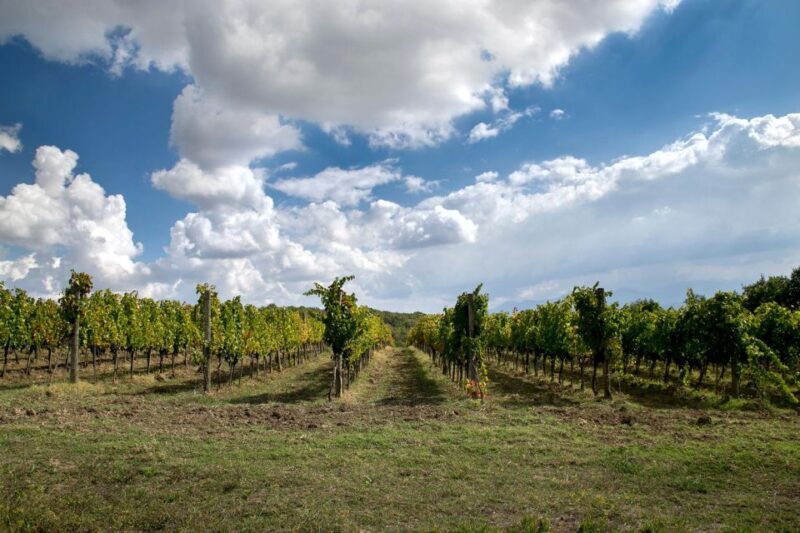 From Naples: wine experience and visit of Fontanarosa - The Journey from Naples to Irpinia