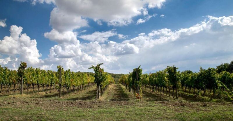 From Naples: wine experience and visit of Fontanarosa - The Vineyards and the Historic Winery