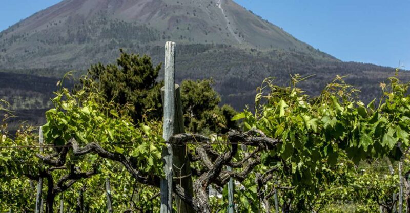 From Naples: Wine Tasting Tour on Vesuvius Slopes with Lunch - The Experience: A Closer Look