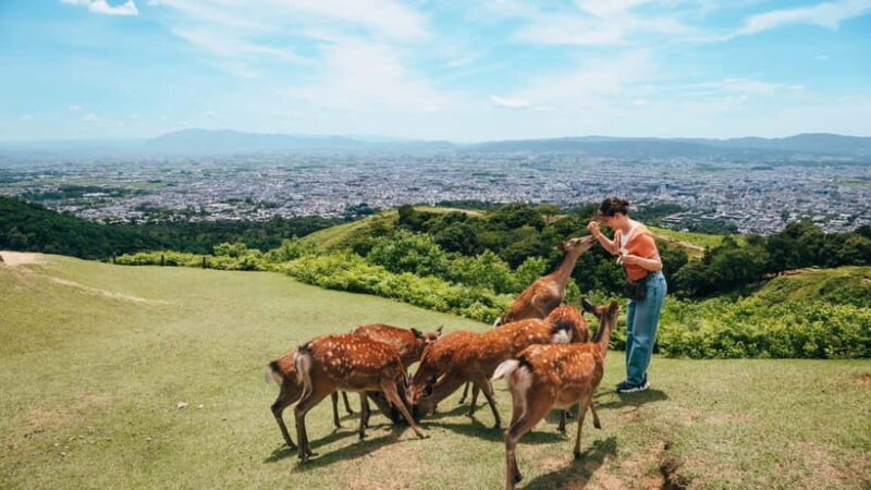 From Nara:Half-Day Bus Tour to UNESCO Heritage&Mt. Wakakusa - Exploring Nara: A Practical Guide to the Tour Experience