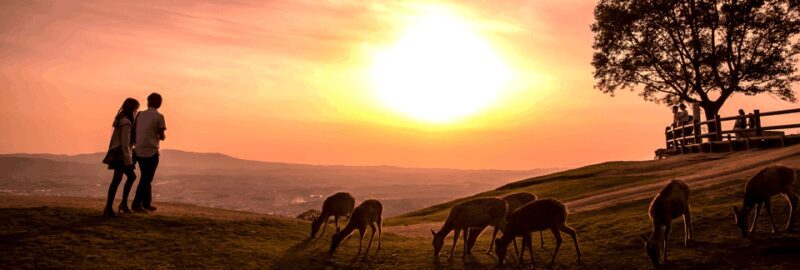 From Nara:Half-Day Bus Tour to UNESCO Heritage&Mt. Wakakusa - FAQ