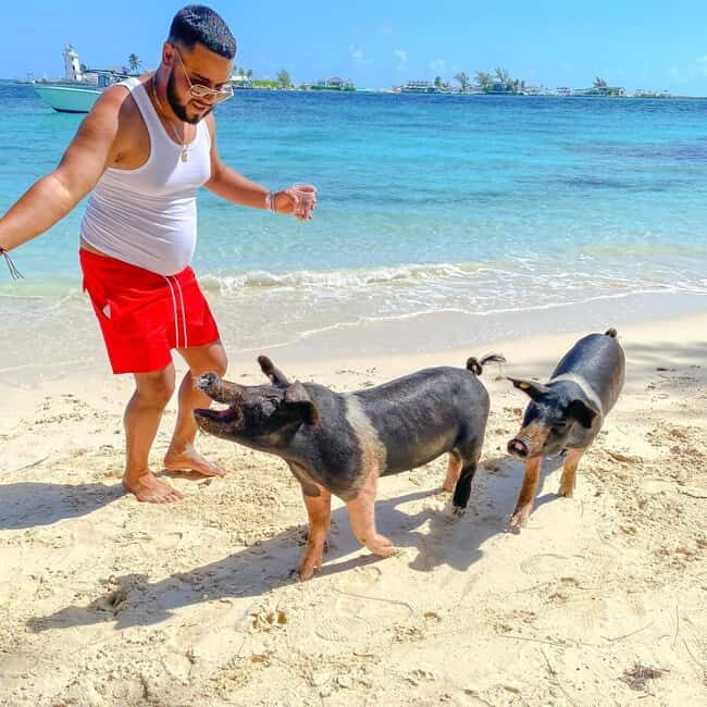 From Nassau: Swim with Pigs Safari - An Overview of the Experience