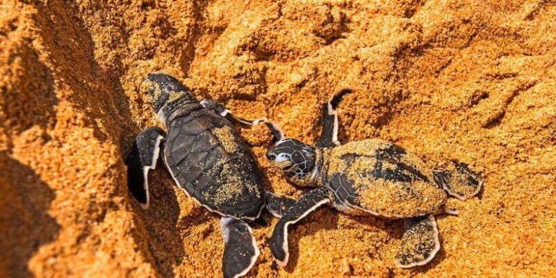 From Negombo: Bentota Full-Day Tour - FAQ