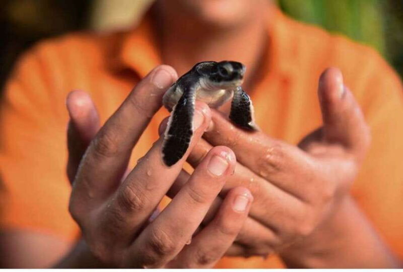 From Negombo: Exclusive Madu River Safari & Turtle Hatchery - Key Points