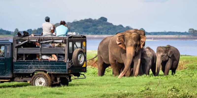 From Negombo: Minneriya National Park Safari Tour - An In-Depth Look at the Tour Experience