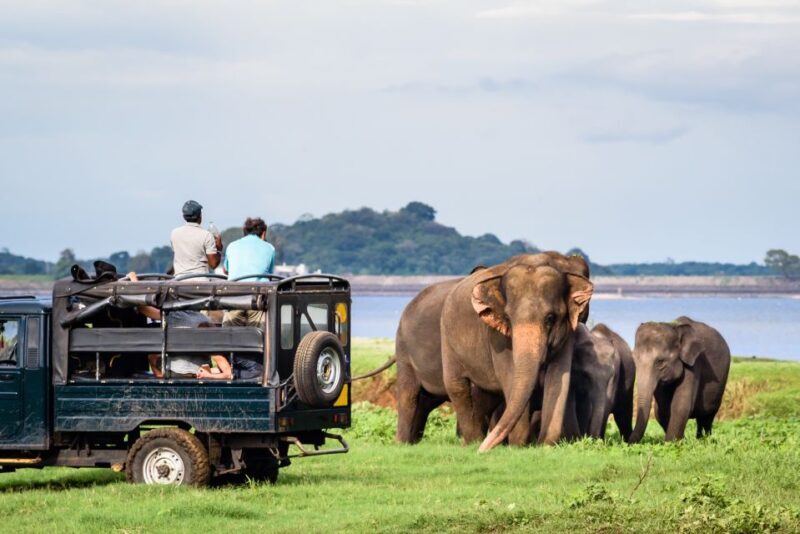 From Negombo: Minneriya National Park Safari Tour - FAQs