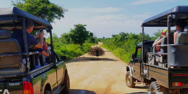 From Negombo: Udawalawa National Park Wildlife Safari - An In-Depth Look at the Udawalawe Safari Experience