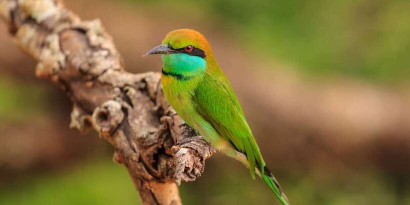 From Negombo: Udawalawa National Park Wildlife Safari - FAQs