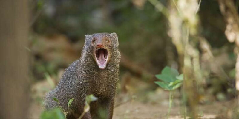 From Negombo: Wilpattu National Park Safari Guided Day Tour - Exploring Wilpattu National Park on a Guided Day Tour from Negombo