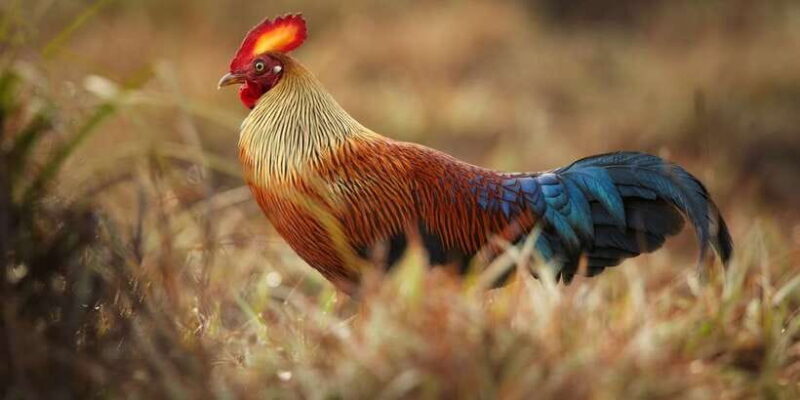 From Negombo: Wilpattu National Park Safari Guided Day Tour - A Practical Guide to the Wilpattu National Park Safari Day Tour