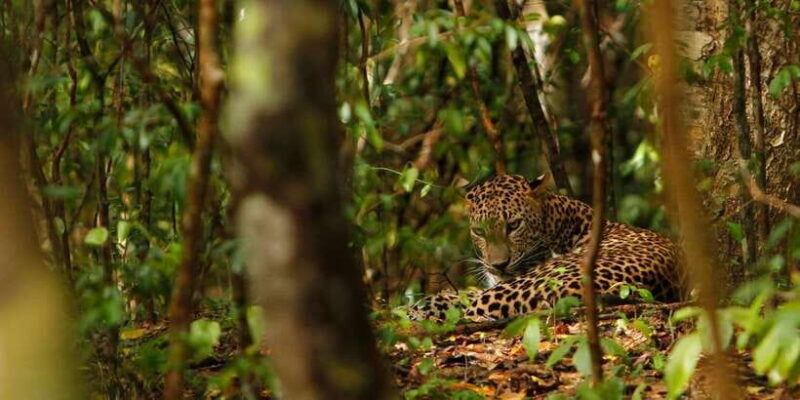 From Negombo: Wilpattu National Park Safari Guided Day Tour - FAQ