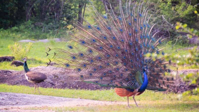 From Negombo: Wilpattu National Park Safari with Transfers - An In-Depth Look at the Wilpattu Safari Experience