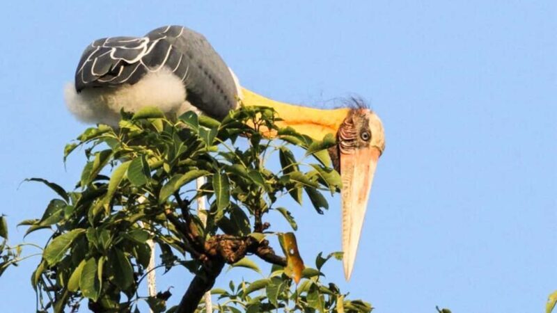 From Negombo: Wilpattu National Park Safari with Transfers - FAQs