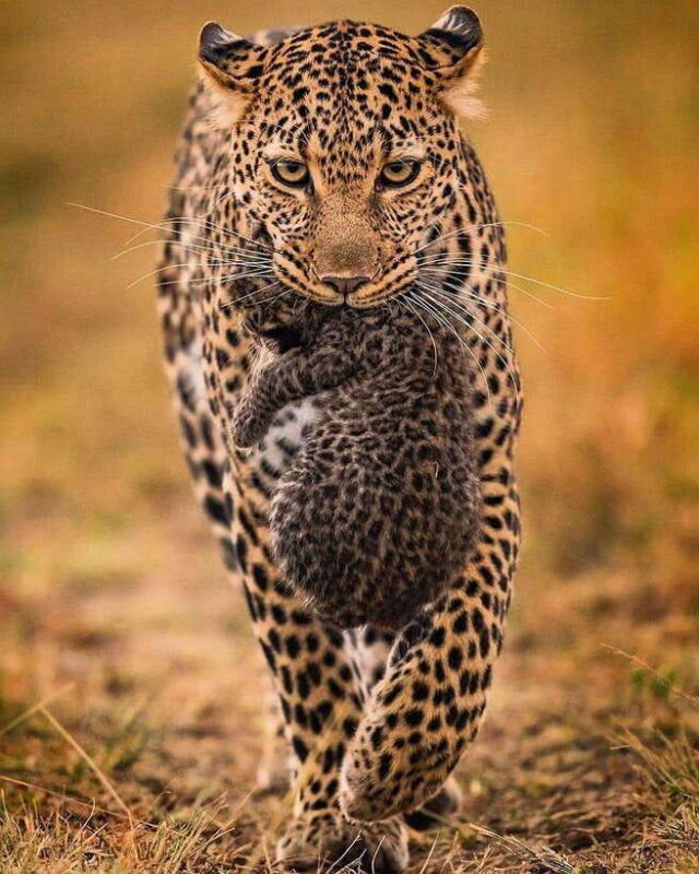 From Negombo: Yala National Park Leopard Safari Day Trip - Who Is This Tour For?
