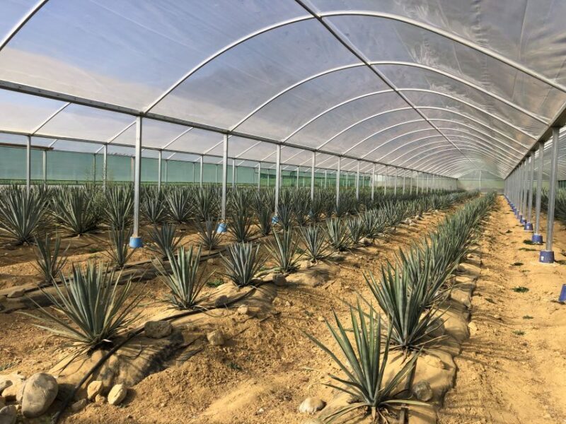 From Nelson: Helicopter Ride to Golden Bay Tequila Farm - Scenic Return Journey