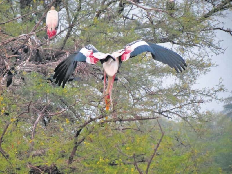 From New Delhi: Sultanpur National Park Day Tour by Car - Key Points