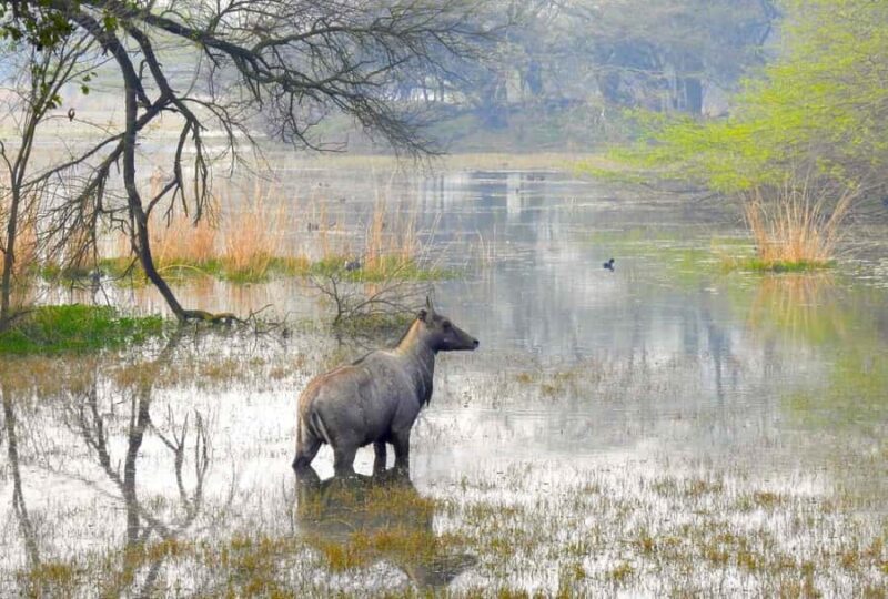 From New Delhi: Sultanpur National Park Day Tour by Car - The Guided Walk and Birdwatching