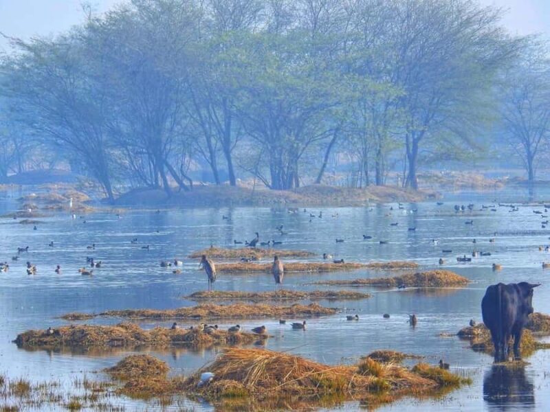 From New Delhi: Sultanpur National Park Day Tour by Car - Practical Details and What to Bring