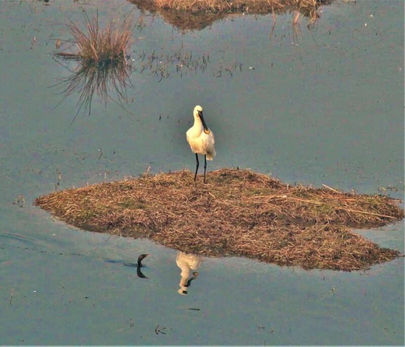 From New Delhi: Sultanpur National Park Day Tour by Car - Who This Tour Is Best For