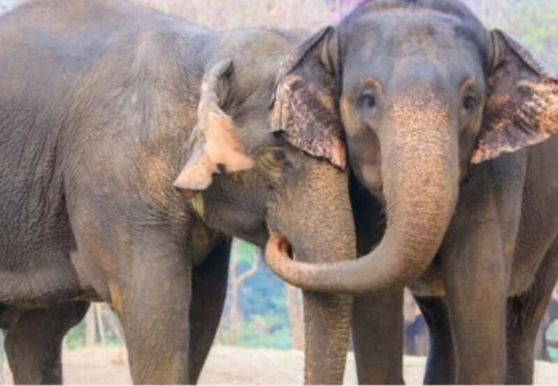 From New Delhi: Taj Mahal Sunrise Tour and Elephant Wildlife - Key Points