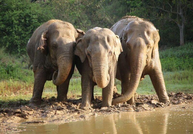 From New Delhi: Taj Mahal Sunrise Tour and Elephant Wildlife - The Itinerary in Detail