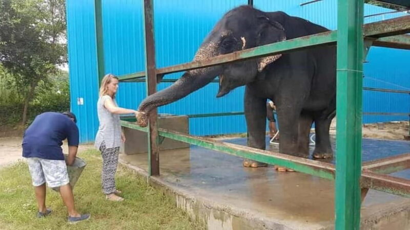 From New Delhi: Taj Mahal Sunrise Tour and Elephant Wildlife - The Experience of the Guides