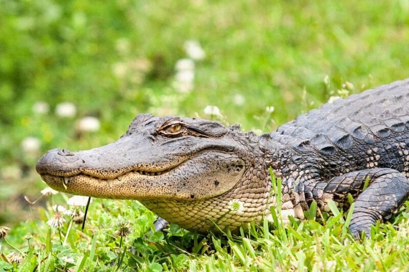 From New Orleans: Airboat Adventure Tour with Transportation - Final Thoughts: Is It Worth It?