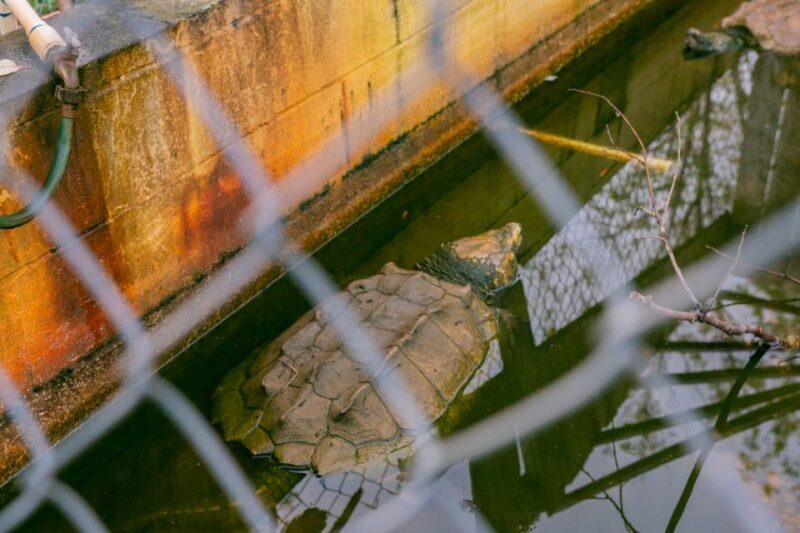 From New Orleans: Swamp Airboat, 2 Plantation Tours & Lunch - Authenticity and Tips for Travelers