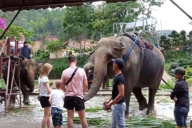 From Nha Trang : 1-Day Da Lat Tour - Authentic Experiences and Traveler Feedback