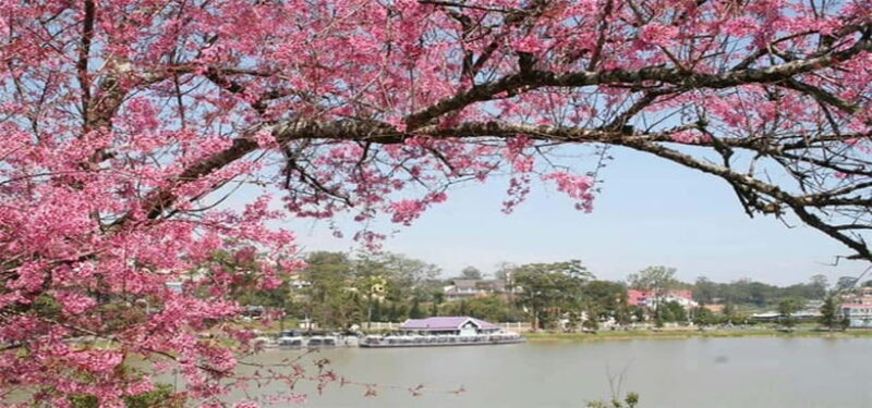 From Nha Trang: Best Seller Top Site Luxury Da Lat City Trip - Why Travelers Love This Tour