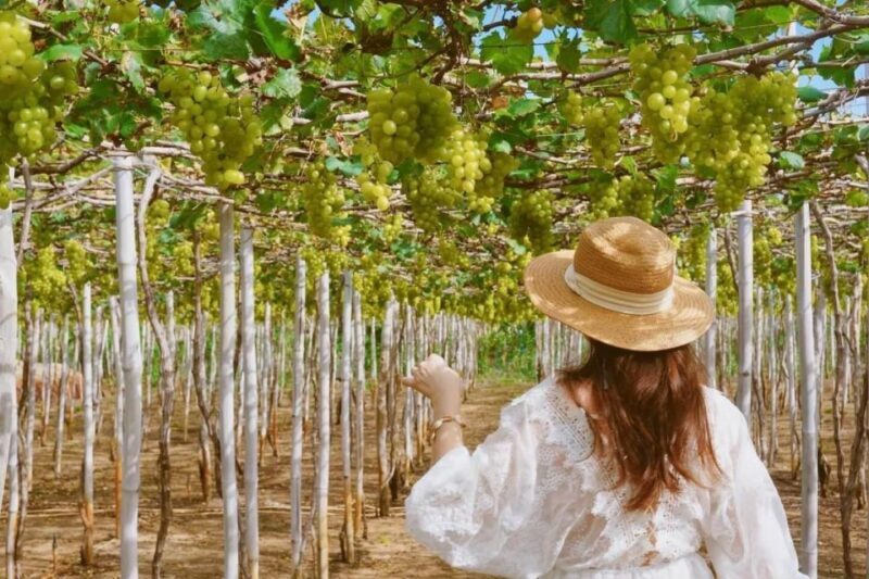From Nha Trang: Day trip to Nam Cuong Sand Dunes, Phan Rang - Key Points
