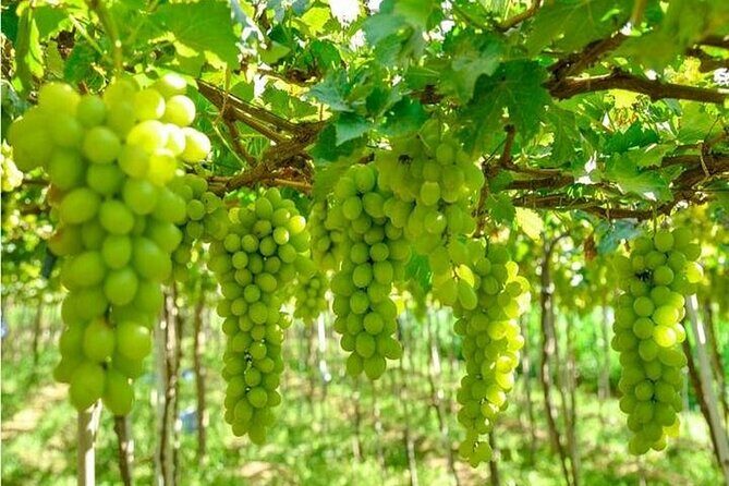 From Nha Trang: Discover Phan Rang Scenic Trip & Vinh Hy Bay - An In-Depth Look at the Experience