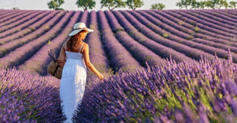From Nice: Full-Day Provence and Lavender Tour - The Value of This Tour