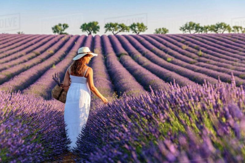 From Nice: Full-Day Provence and Lavender Tour - The Sum Up