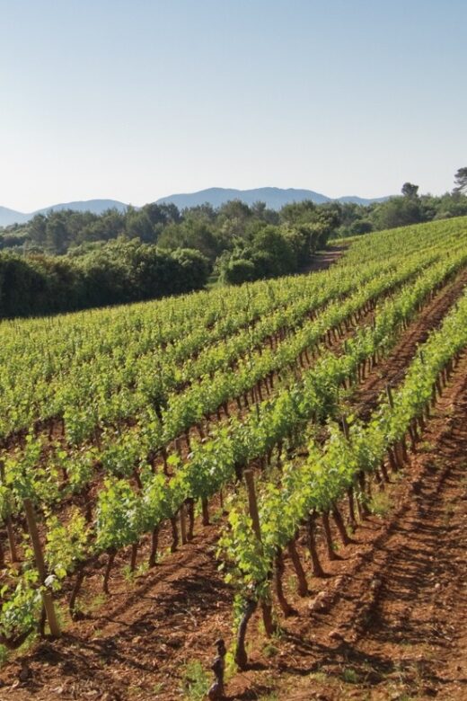 From Nice: Provence Wine Full-Day Tour - Key Points
