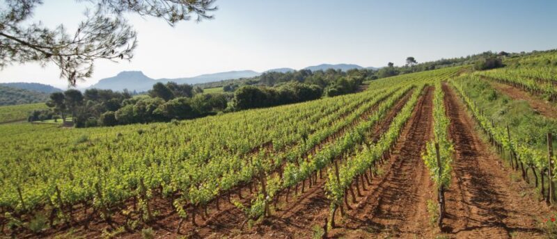 From Nice: Provence Wine Full-Day Tour - An Introduction to the Provence Wine Tour