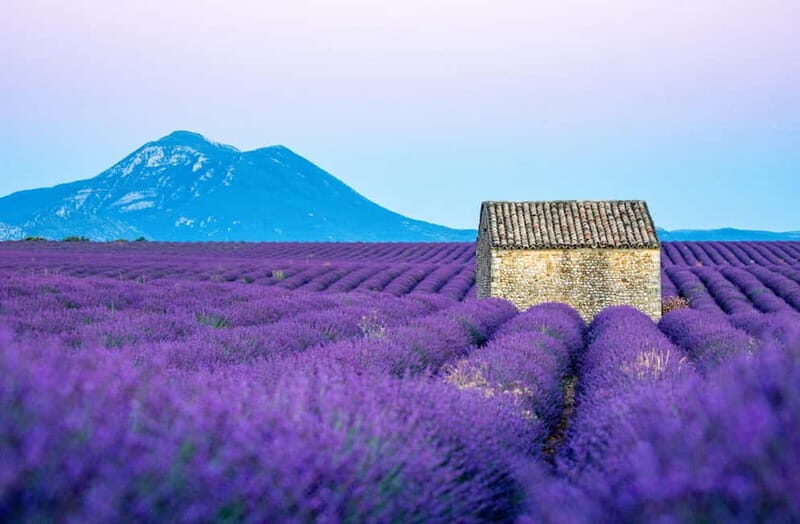 From Nice: Verdon Gorges & Lavender Fields Tour & Transport - Key Points