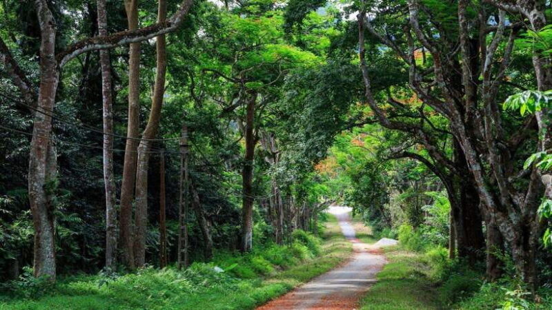 From Ninh Binh: Cuc Phuong National Park 1-Day Small Group - Key Points