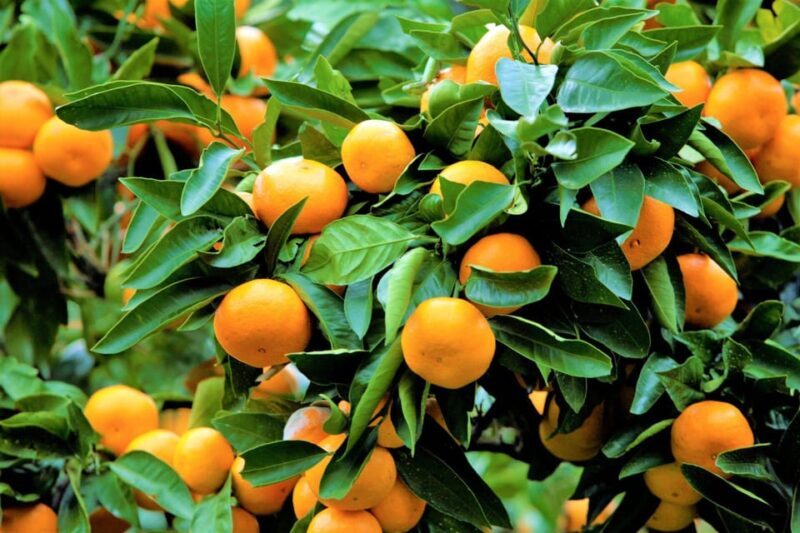 From NogayaFireworks and Orange picking 1 day tour - Who Should Consider This Tour