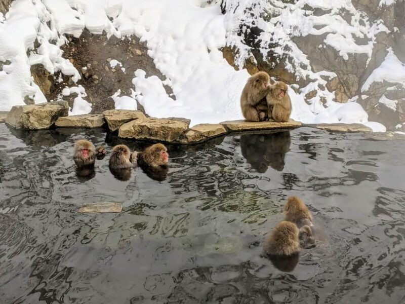 From Nozawa Onsen: Snow Monkeys and Zenko-ji Day Trip & Sake - Who Should Consider This Tour?