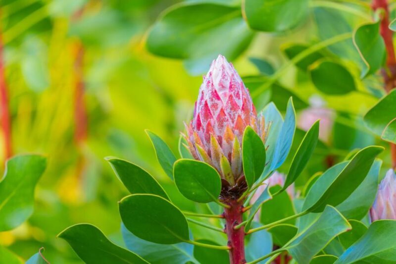 From Oahu: Best of Maui/Haleakala - Sips, Sites & Bites - Who Would Enjoy This Tour?