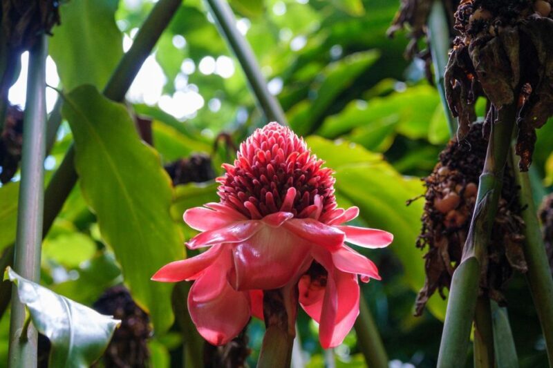 From Oahu: Kauai Waimea Canyon and Koke'e State Park Tour - Koke’e State Park and Nature Walks