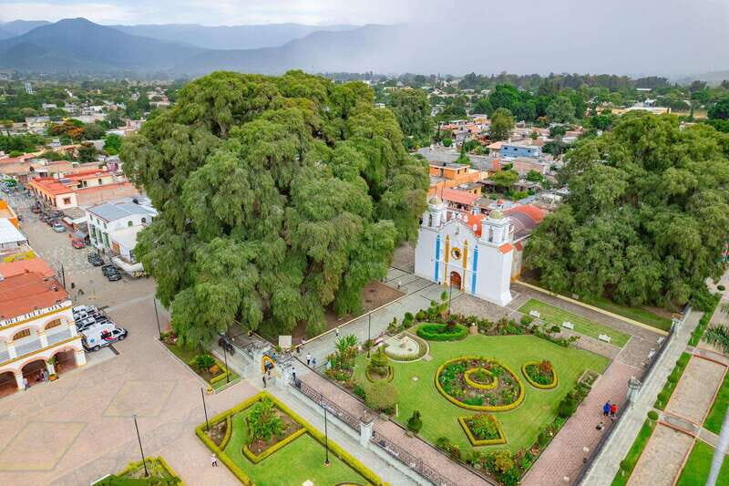 From Oaxaca: City, Mitla, and Mezcal Factory Tour - Exploring Oaxaca’s Natural Wonder: El Tule Tree