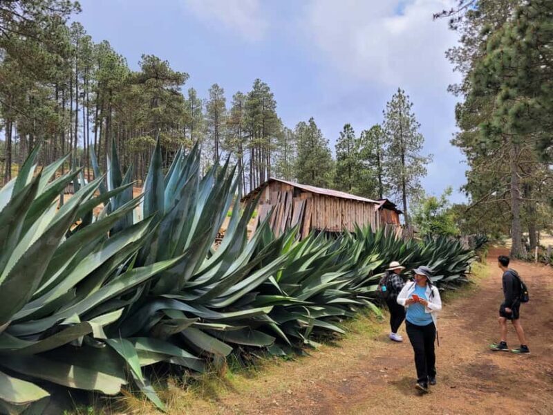 From Oaxaca: Sierra Norte Hike & Indigenous Village Full-Day - Exploring the Sierra Norte of Oaxaca: A Full-Day Hike & Cultural Journey