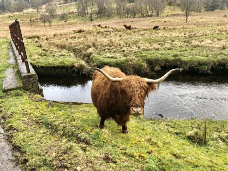 From Oban Glencoe and Castles Tour - Who Will Love This Tour?