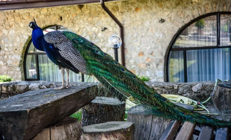 From Ohrid: Full day Boat Trip to the Monastery of St. Naum - FAQ