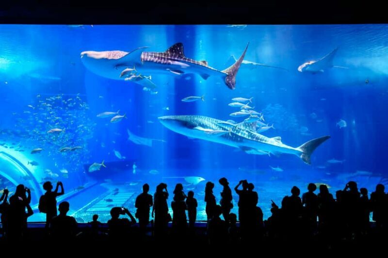From Okinawa: Churaumi Aquarium & Cape Manzamo 1-Day Tour - What Travelers Are Saying