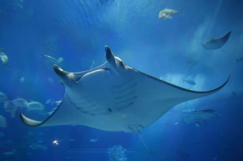 From Okinawa: Churaumi Aquarium & Cape Manzamo 1-Day Tour - Who Should Consider This Tour?