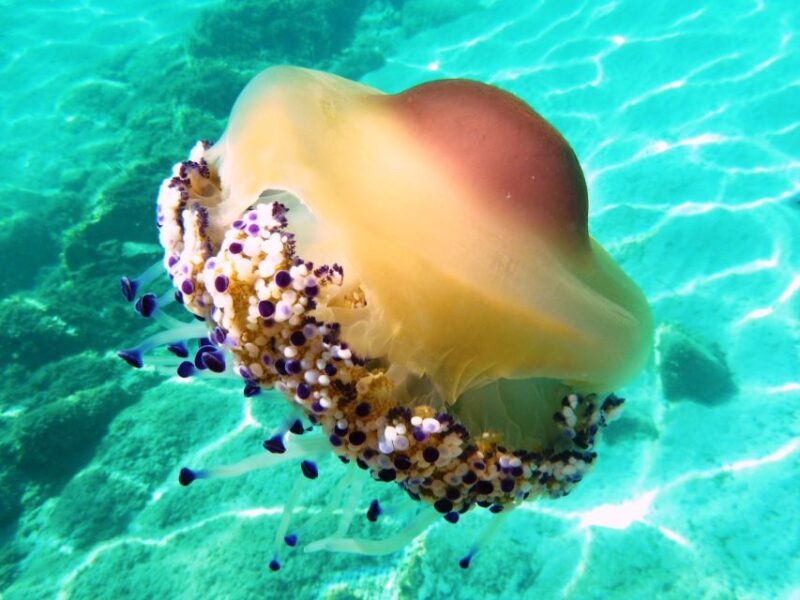 From Olbia: Dinghy Tour with Snorkeling to Tavolara Island - The Experience on the Water