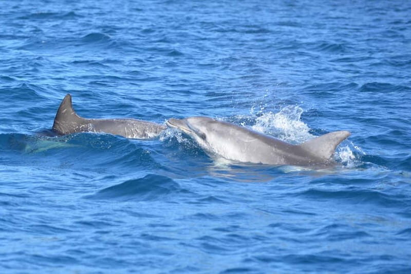 From Olbia: sailing tour between Tavolara and Cala Moresca - Practical Details and Tips for Travelers